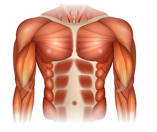 The Core And The Importance Of Strength Training Strengthen Your Core